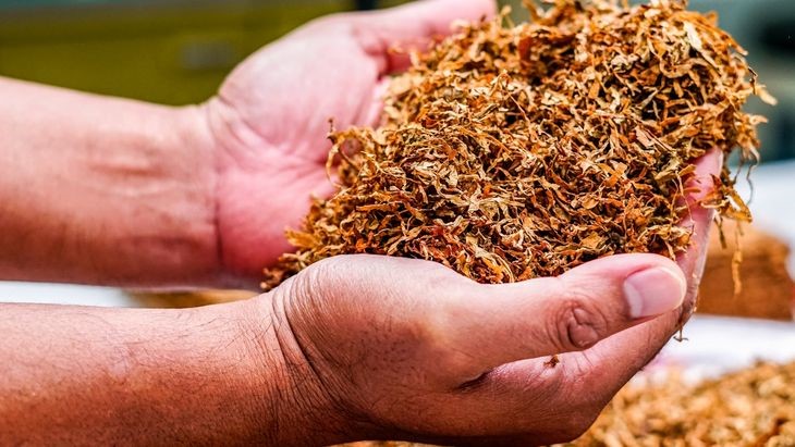 Bahan Baku Rokok Ini Ternyata Bermanfaat untuk Dunia Kesehatan – Sehat ...
